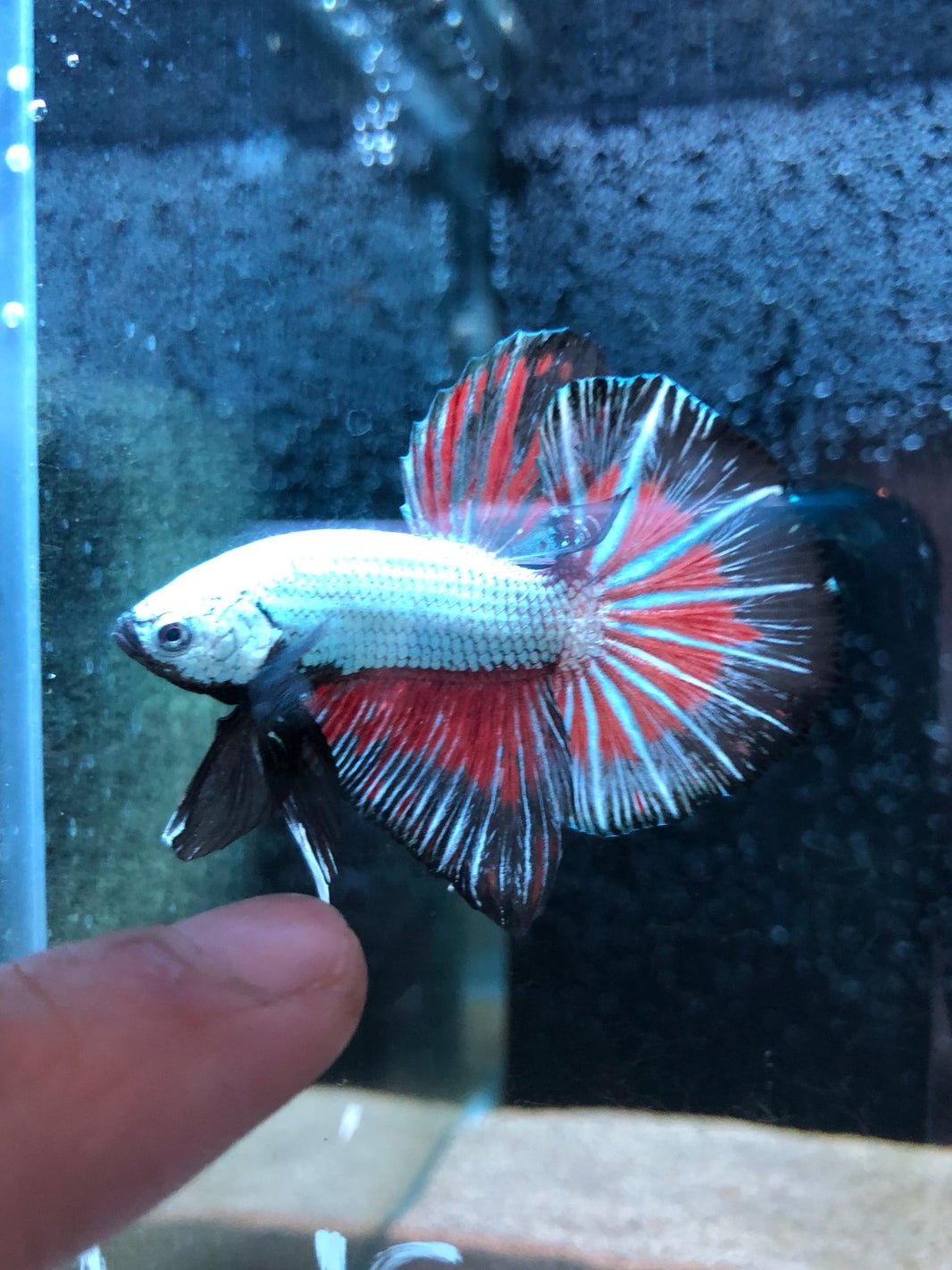 Premium Bettas Canada Highest Quality Betta Koi, Nemo, HMPK and Galaxy