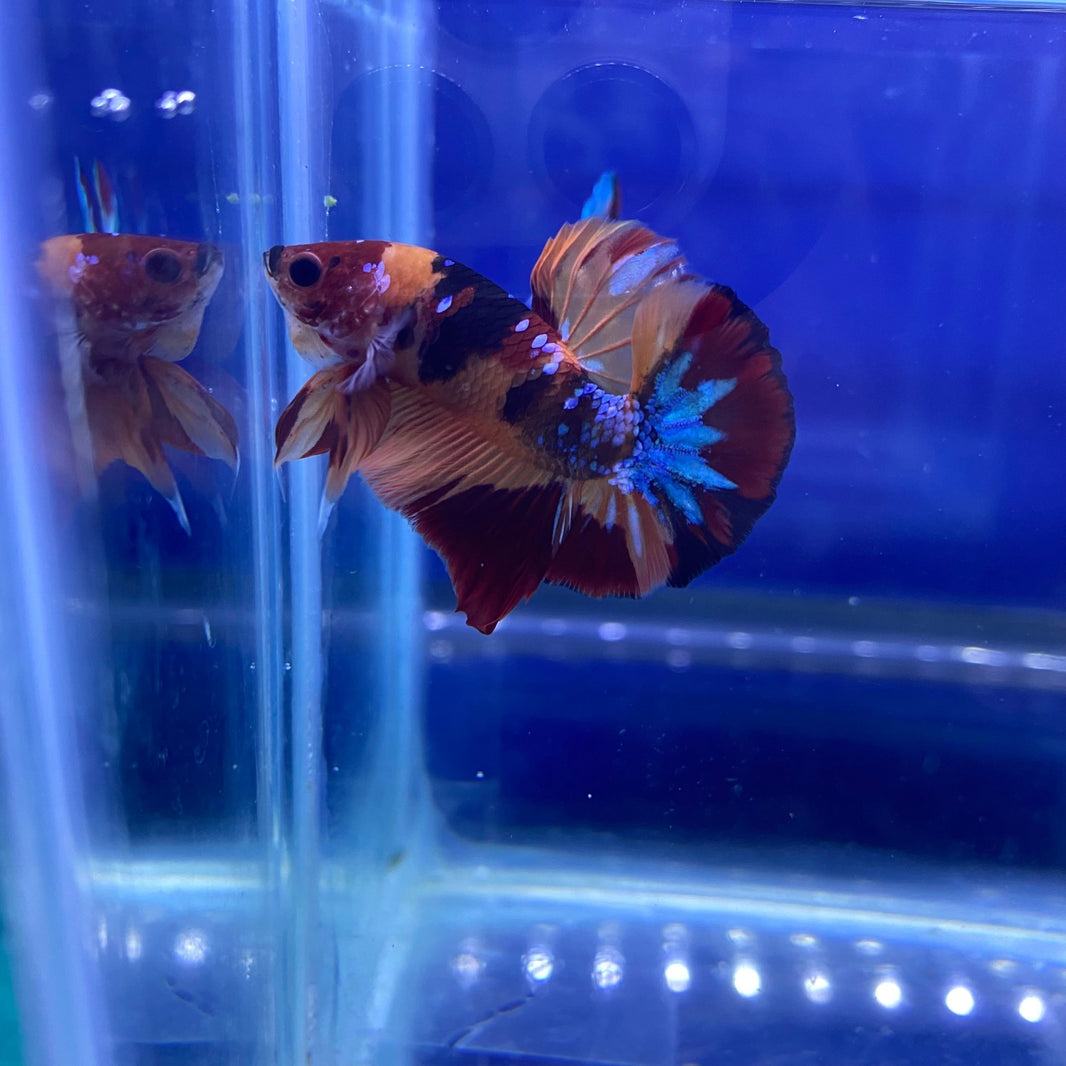 Products – Page 5 – Premium Bettas Canada